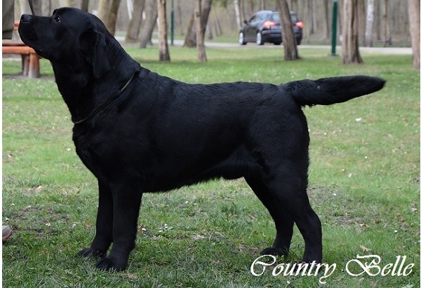 Jumbo – Countrybelle Labrador Kennel