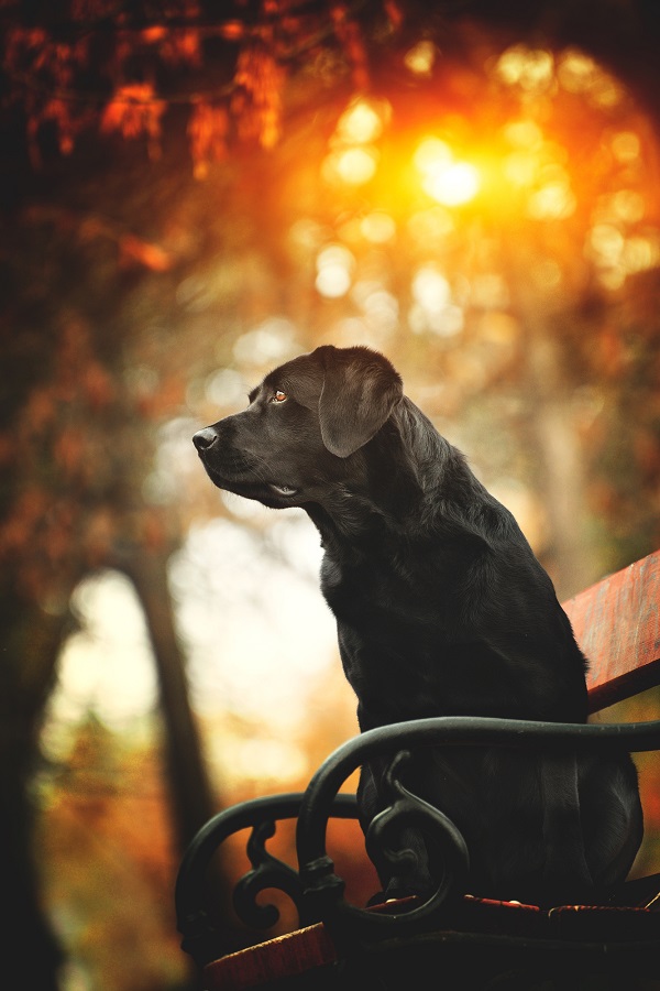 Lenke otthonról üzent – Countrybelle Labrador Kennel