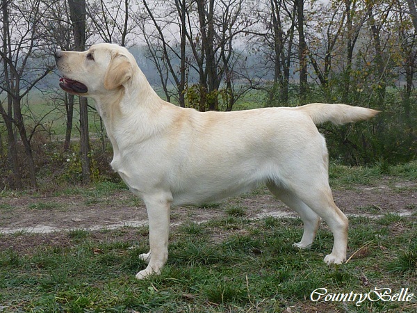Molly – Countrybelle Labrador Kennel