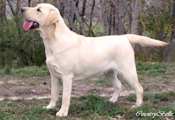 Molly – Countrybelle Labrador Kennel