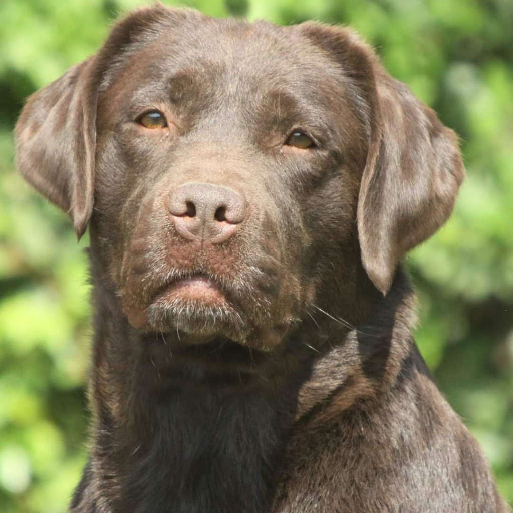 Miért válasszunk inkább felnőtt labradort – Countrybelle Labrador Kennel