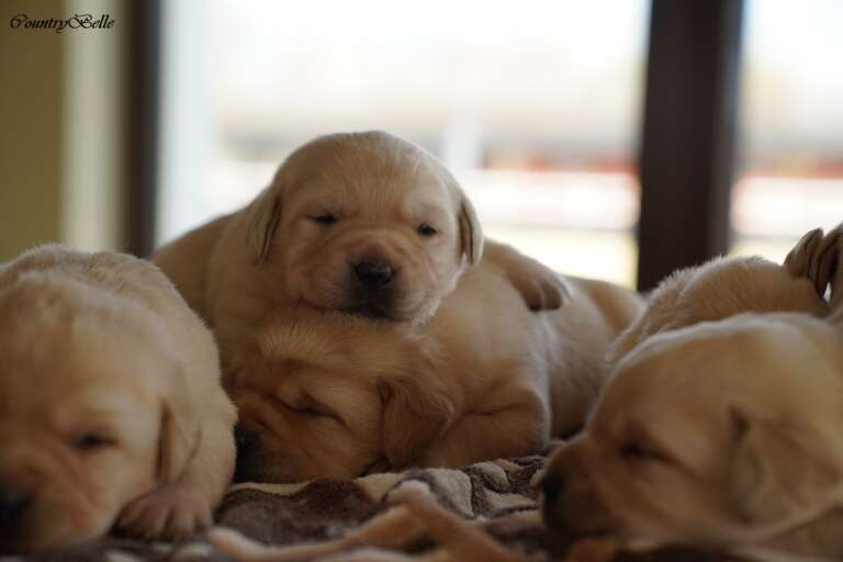 Márciusban született sárga labrador kiskutyák foglalhatók ...