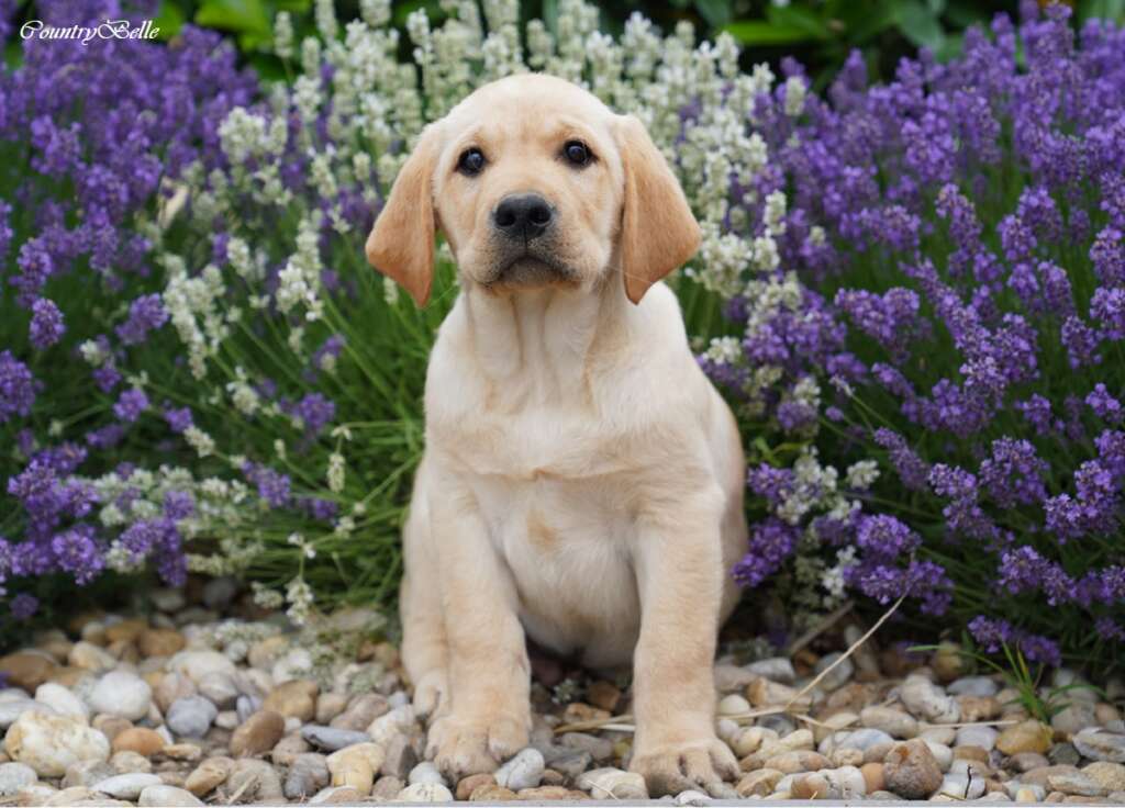 Kanok – Countrybelle Labrador Kennel