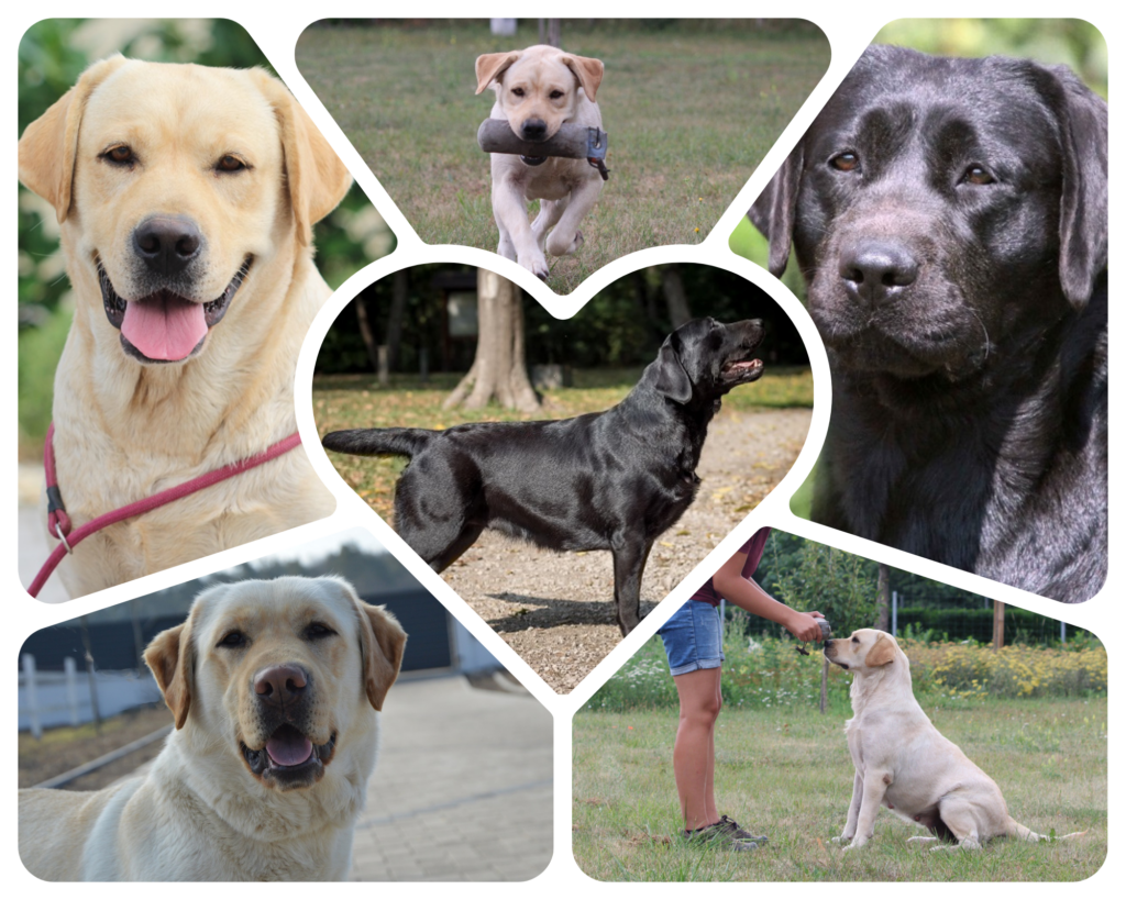 Eladó felnőtt labrador – Countrybelle Labrador Kennel